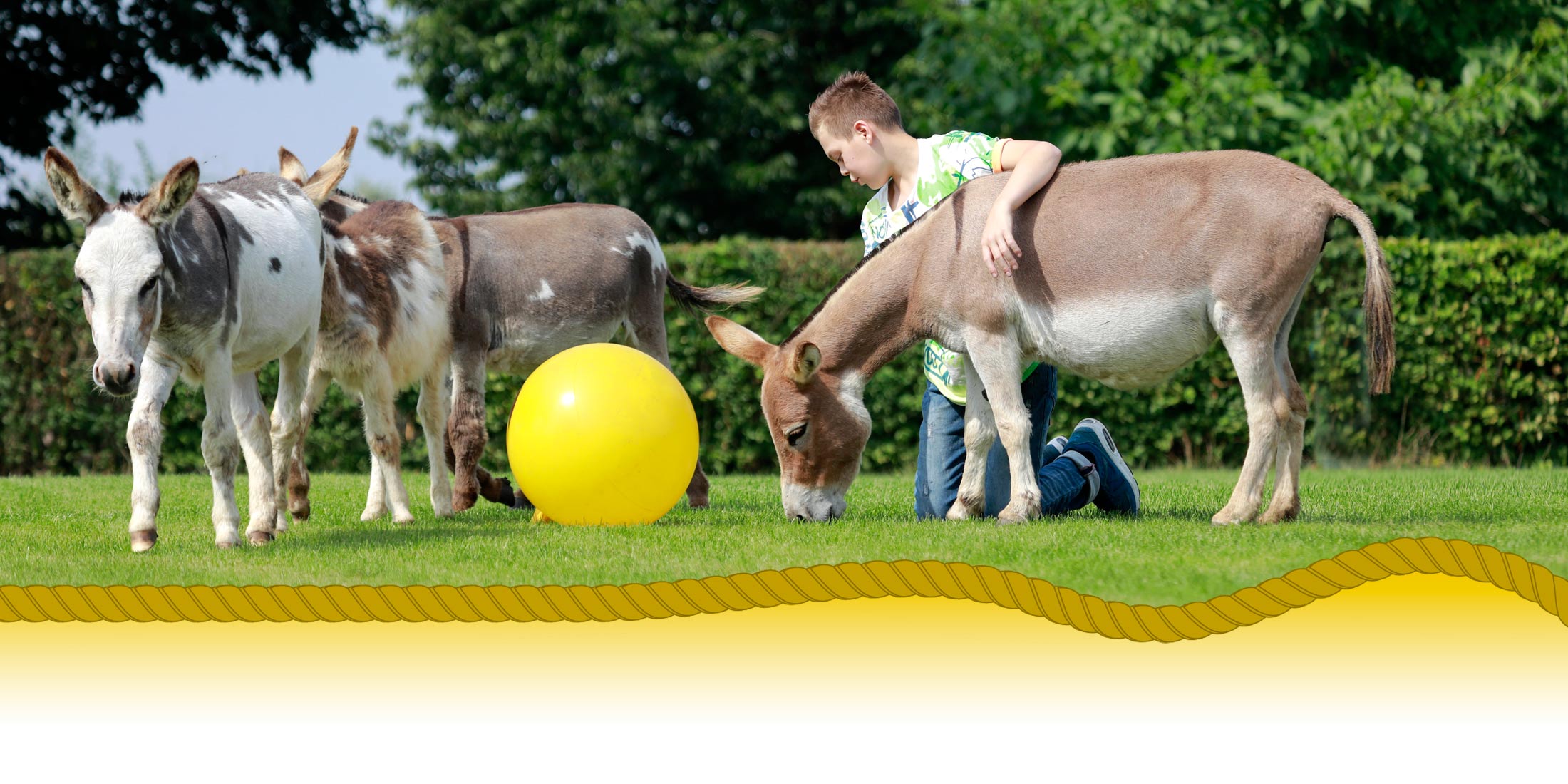 Mini Ezels – Mini ezel ranch